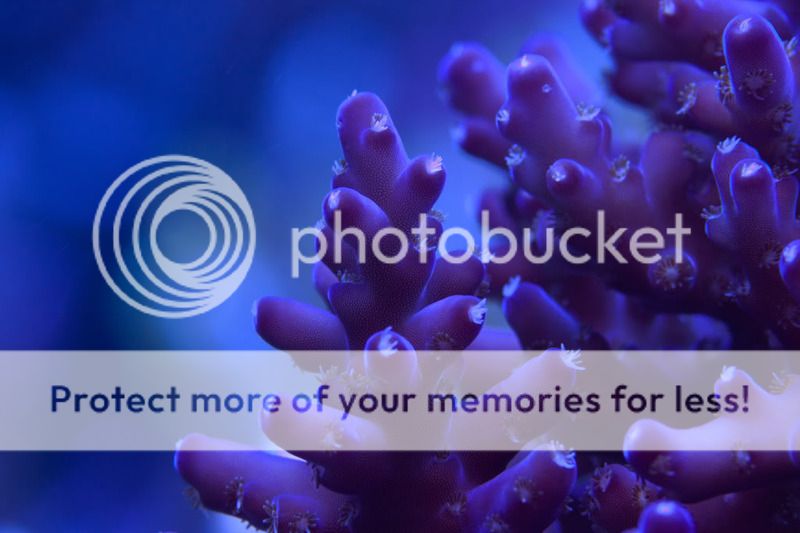 Reef Spotlight - April -2011 - "2Sunny" | Reef2Reef